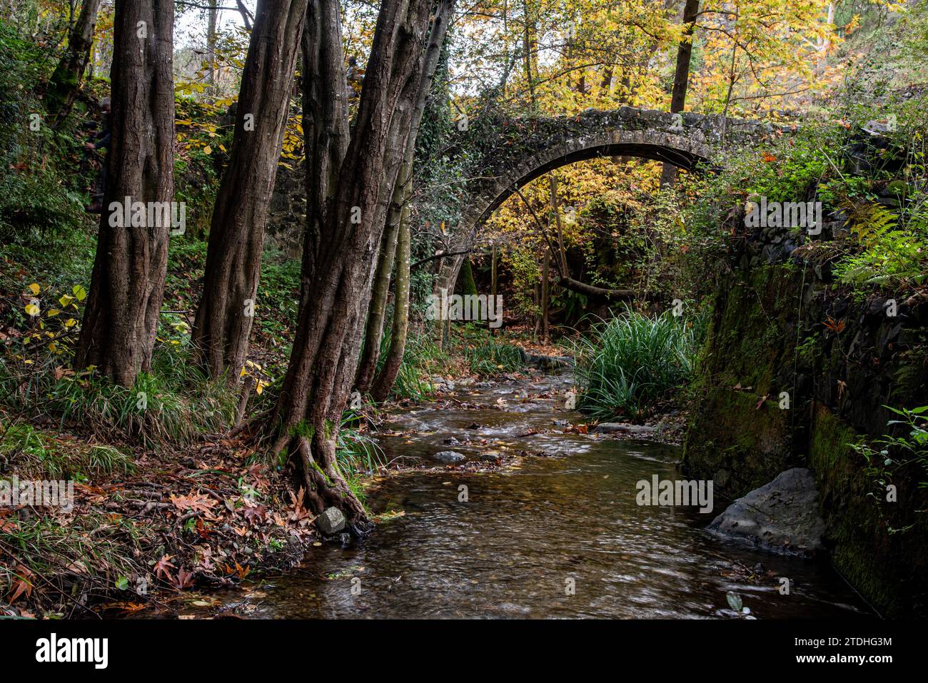 Medieval stoned bridge with water flowing and foliage in the river in ...