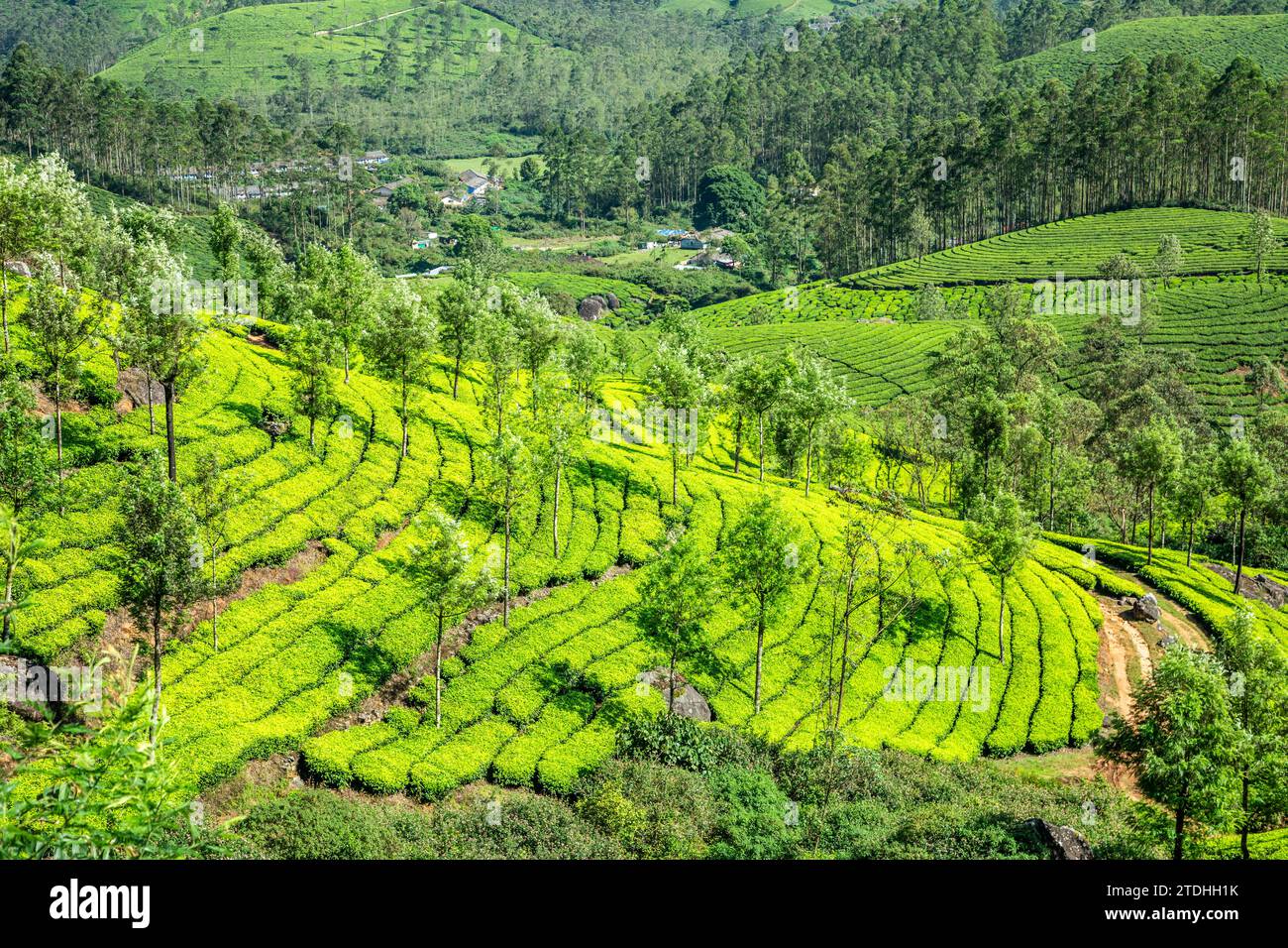Green fields of tea plantations on the hills landscape, Munnar, Kerala ...