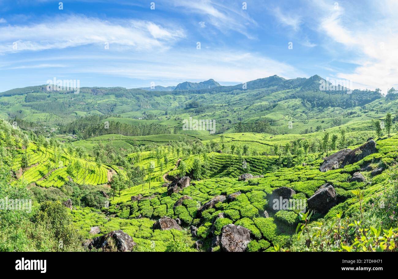 Green fields of tea plantations on the hills landscape, Munnar, Kerala ...