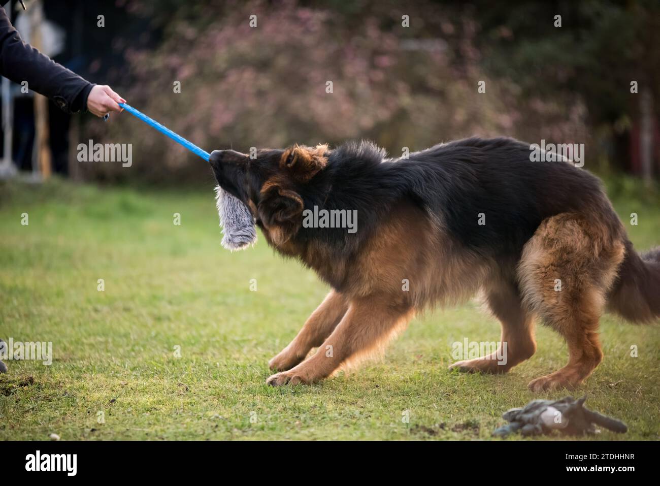 German shepherd dog pulling rope from owners hand Stock Photo - Alamy