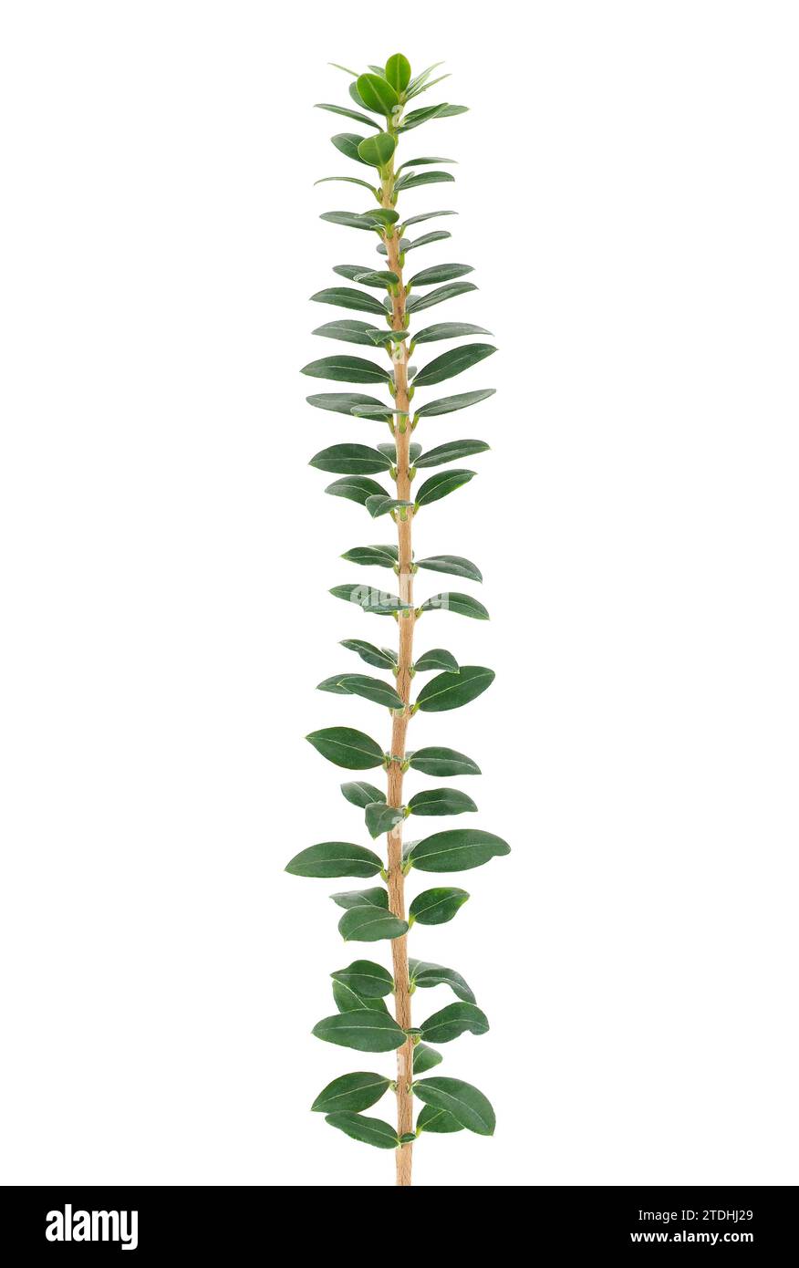 Honeysuckle plant isolated on white background, Lonicera ligustrina ...