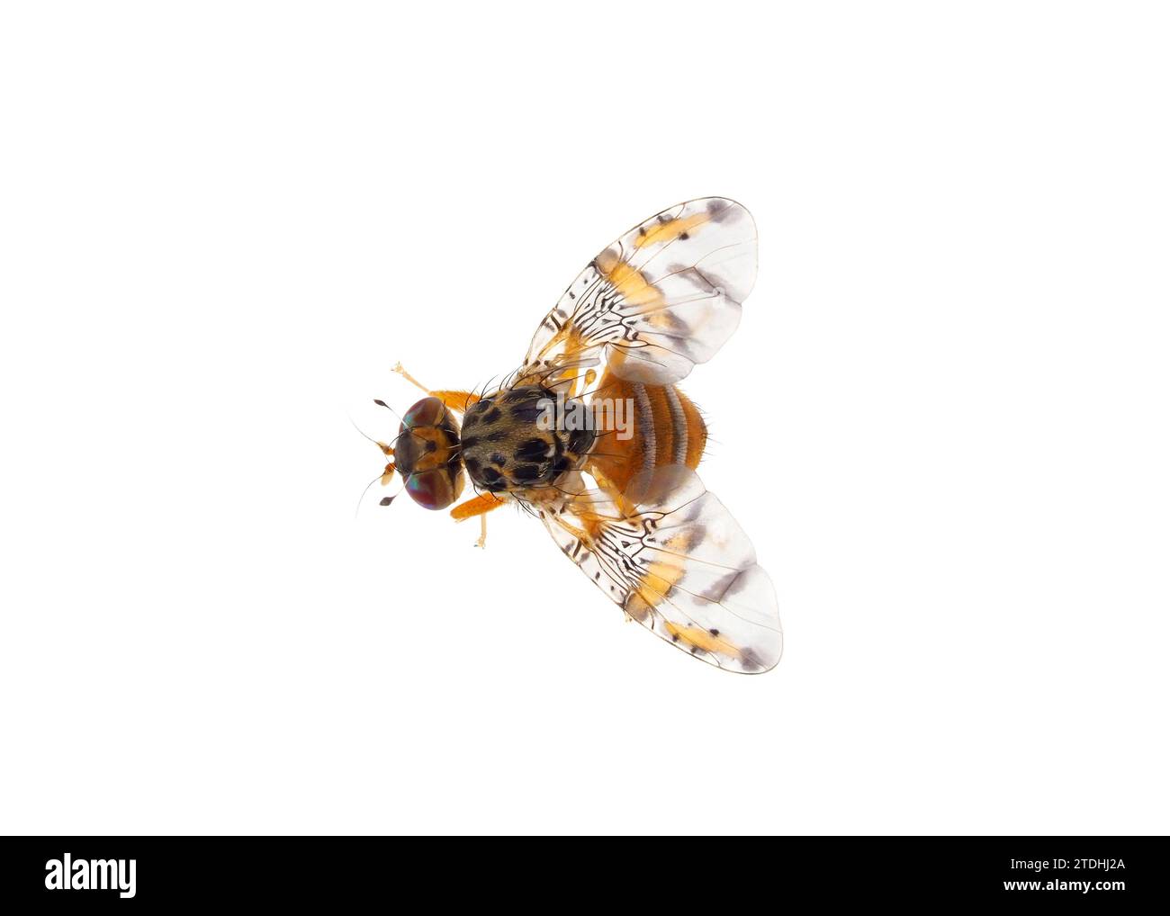 Mediterranean fruit fly isolated on white background, Ceratitis ...