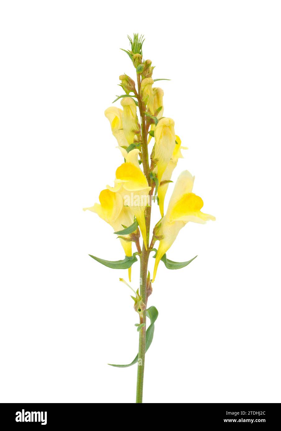 Common toadflax flowers isolated on white background, Linaria vulgaris ...