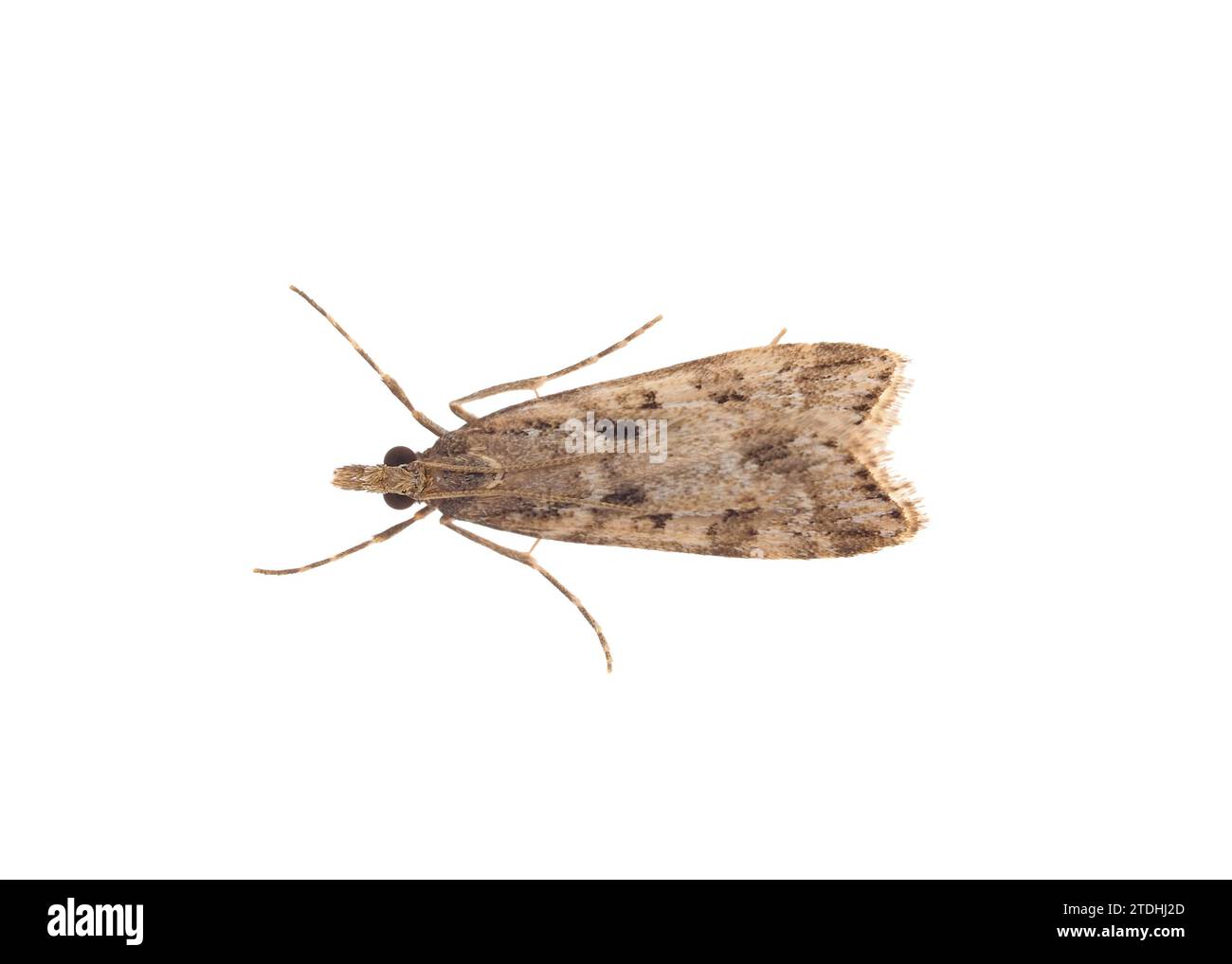 Narrow-winged grey moth isolated on white background, Eudonia angustea ...