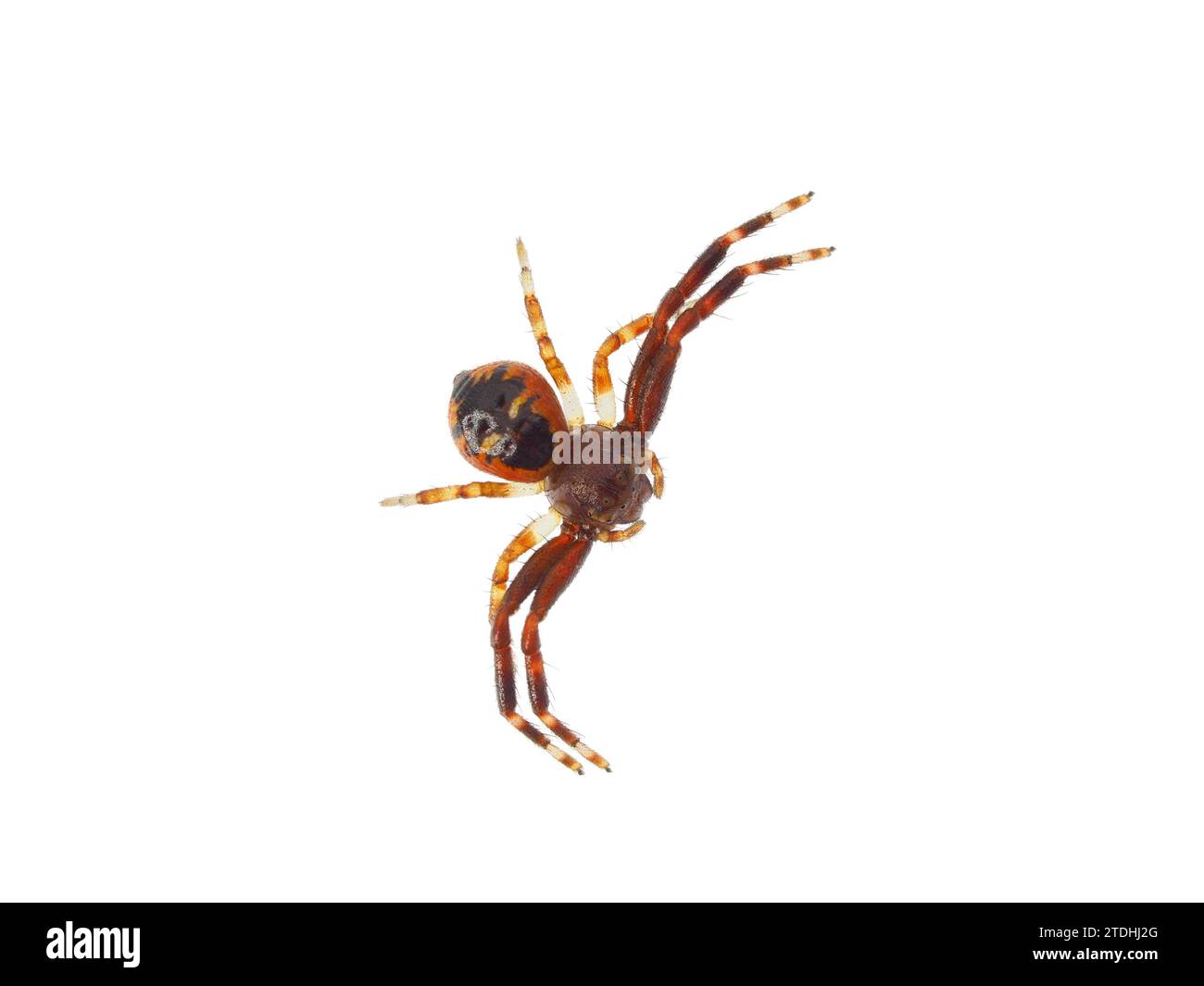 Napoleon spider isolated on white background, Synema globosum Stock ...