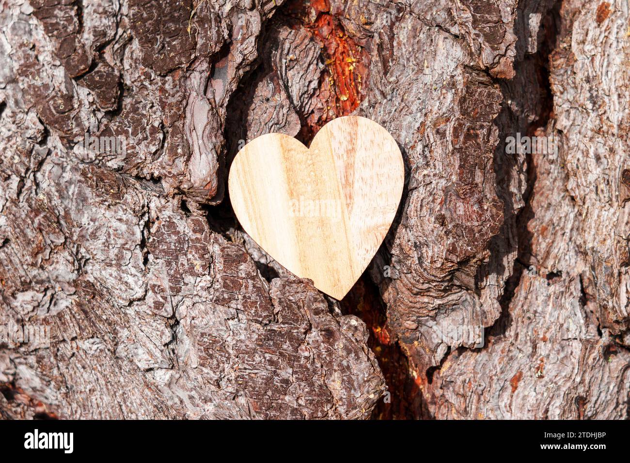 Wooden heart symbol and pine tree bark. Environmental conservation ...
