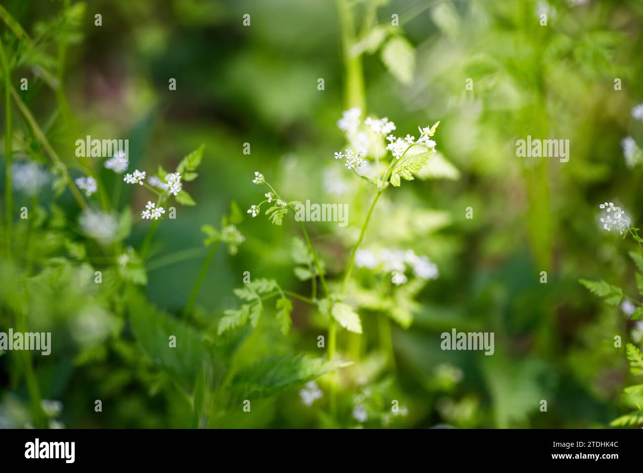 Chervil, Anthriscus cerefolium), sometimes called French parsley or ...