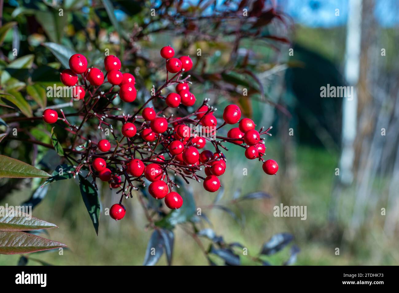 Round red fruits of a berry plant with drops of dew on a background of ...