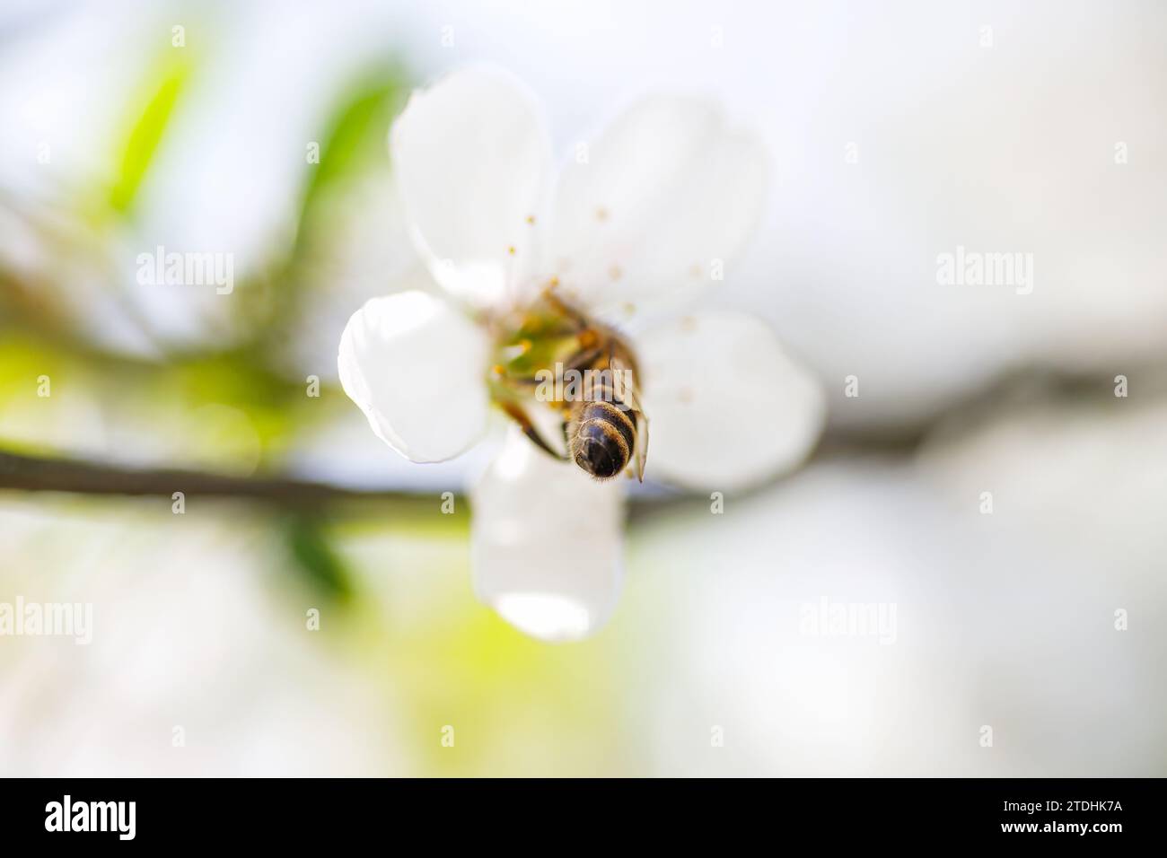 Honey bee pollinating a flower of a cherry tree in spring Stock Photo ...