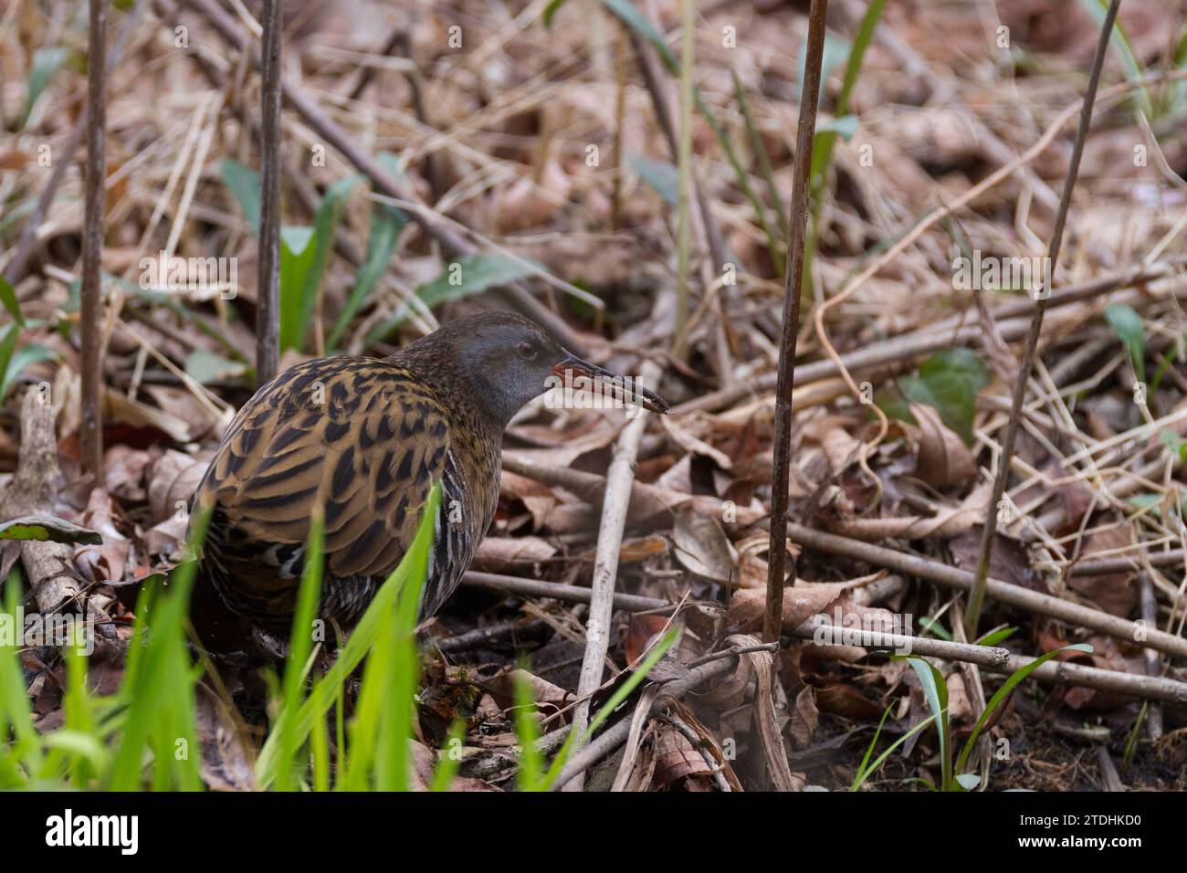 A brown-cheeked rail or eastern water rail (Rallus indicus) in a park ...
