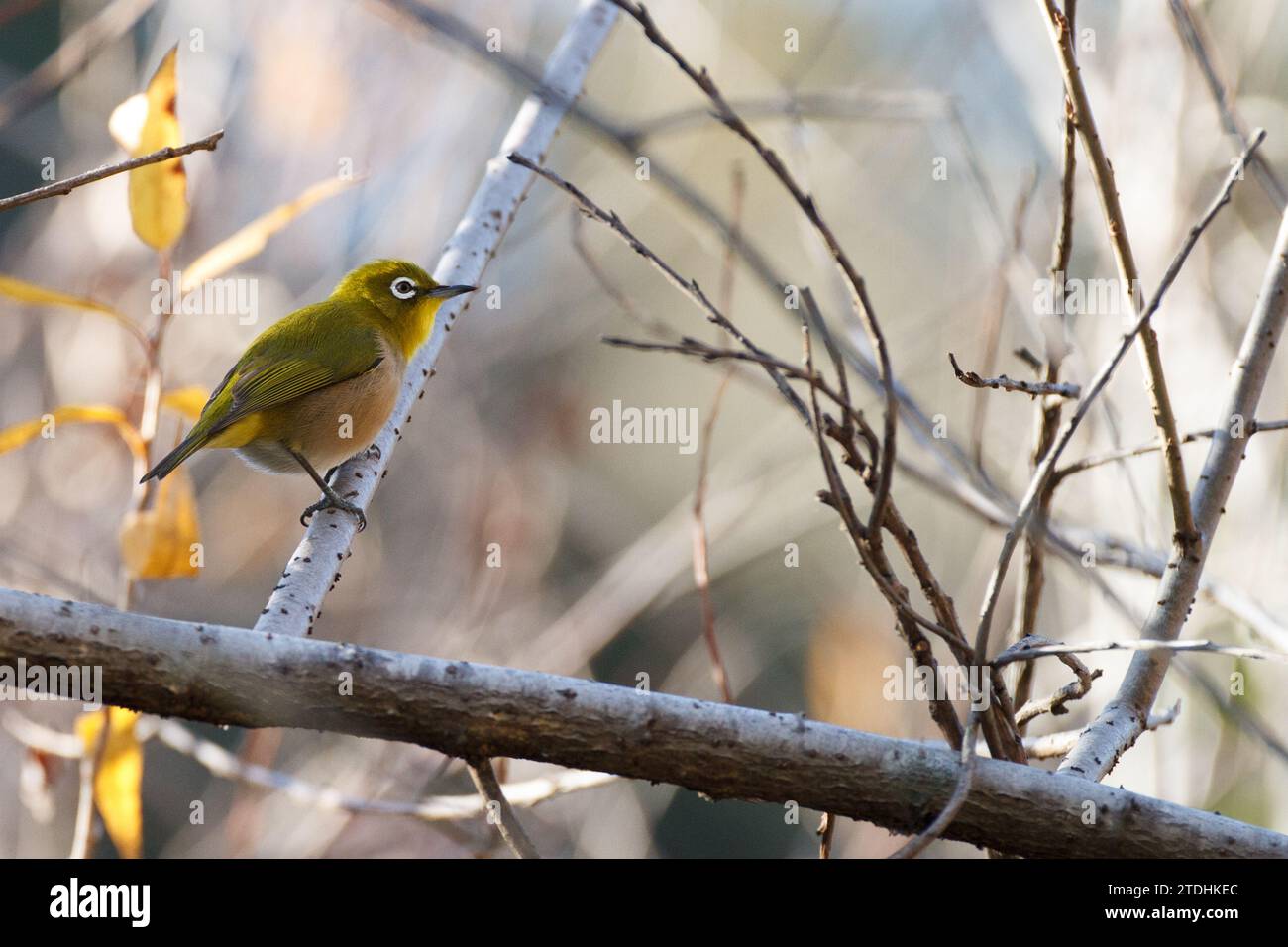 A Japanese white-eye or mountain white-eye bird (Zosterops japonicus ...