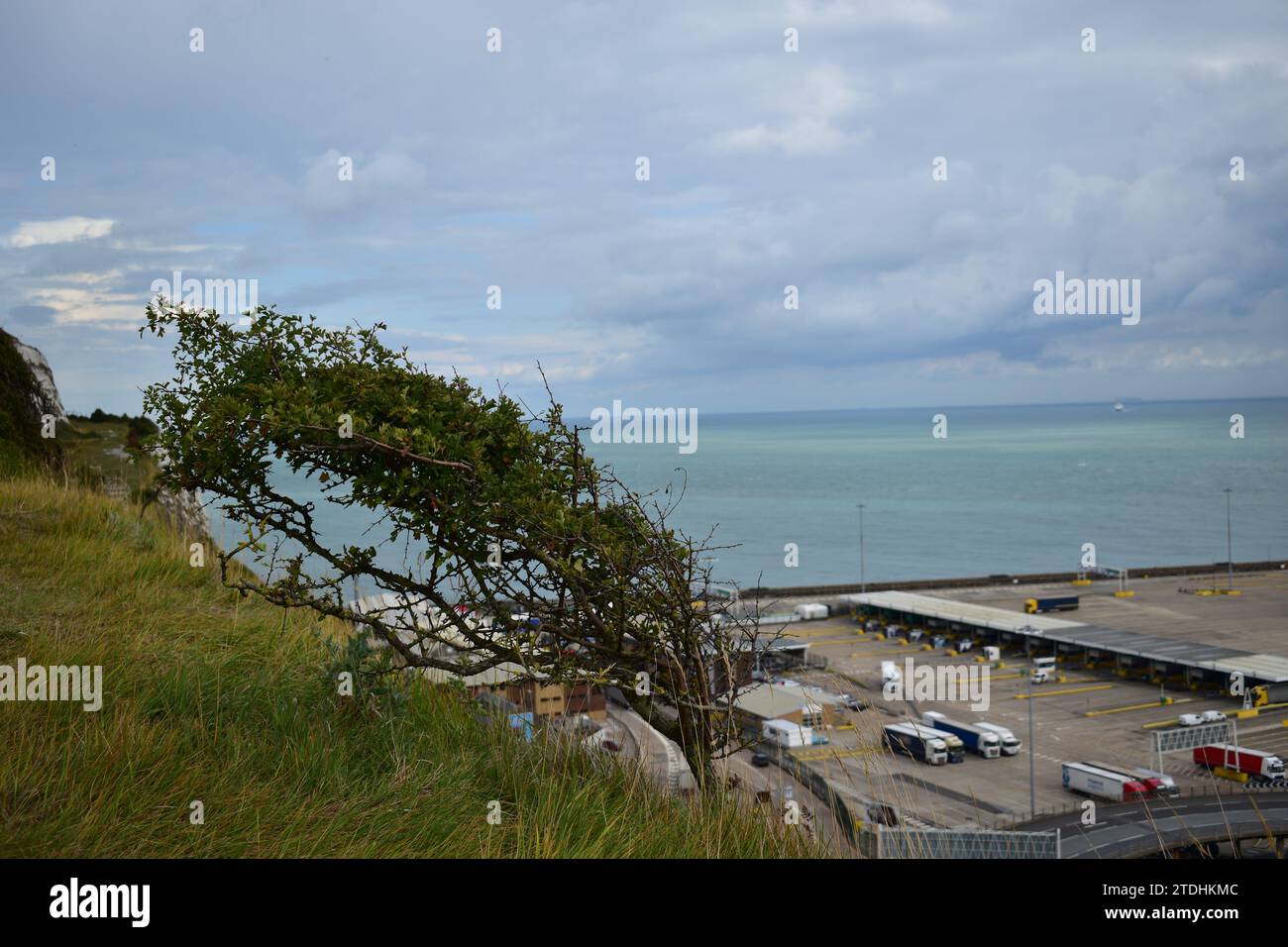 A bush on the edge of the white cliffs of Dover blown sideways by the ...