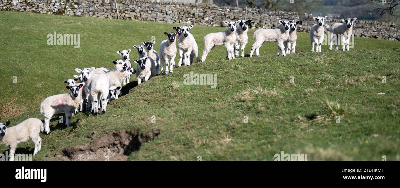 Lambing time in the yorkshire dales hi-res stock photography and images ...
