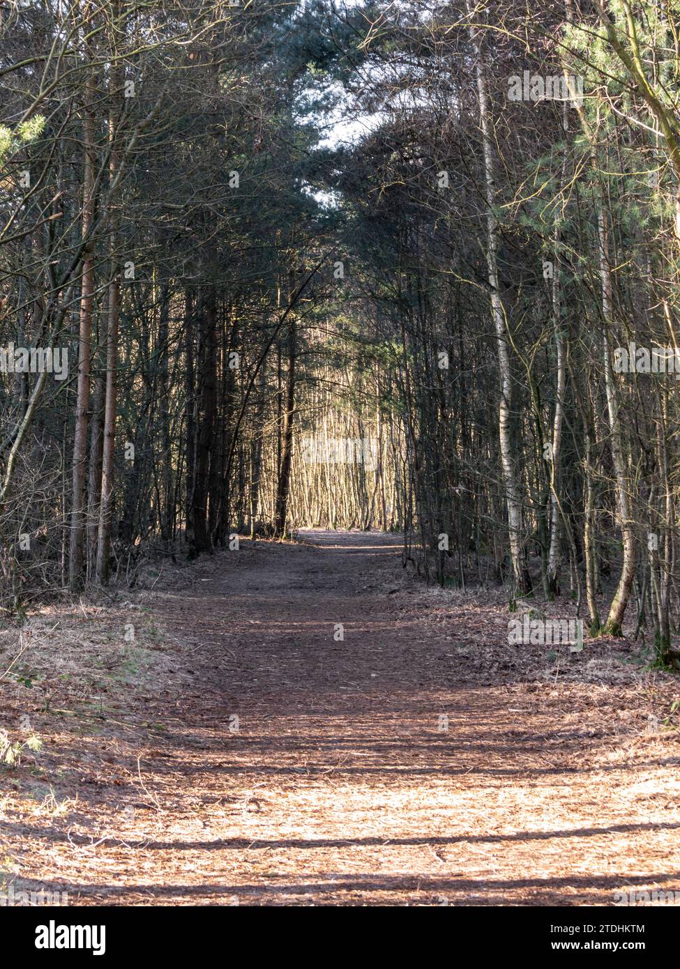Trail through trees in a wood with sunlight and shadows Stock Photo - Alamy