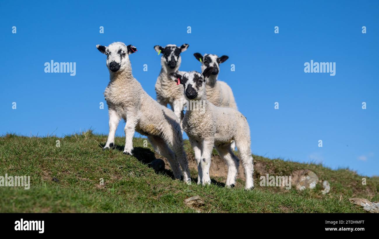 Lambing time in the yorkshire dales hi-res stock photography and images ...