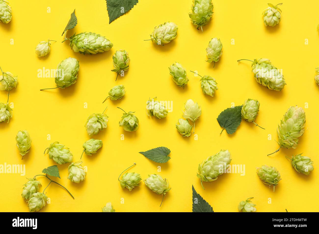Fresh green hops and leaves on yellow background Stock Photo - Alamy