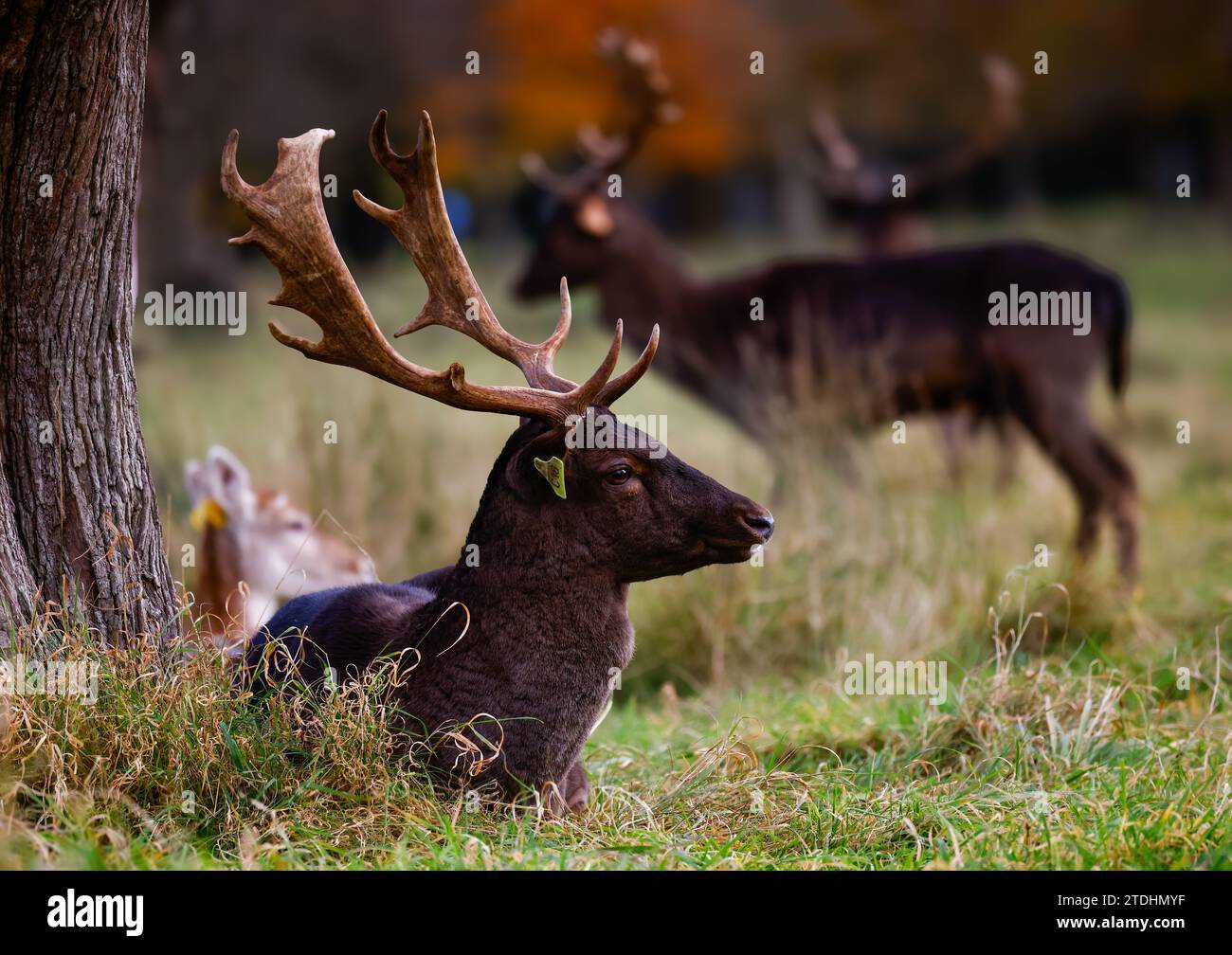 Male stag with big antlers and dark brown fur, sitting in field. Wild ...