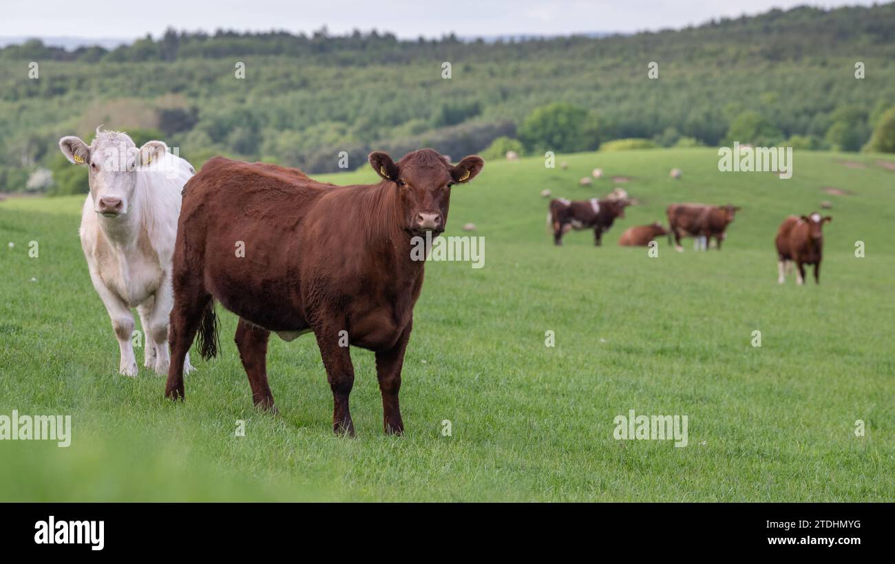Beef Shorthorn cattle grazing on pasture land, farmed with Regenerative ...