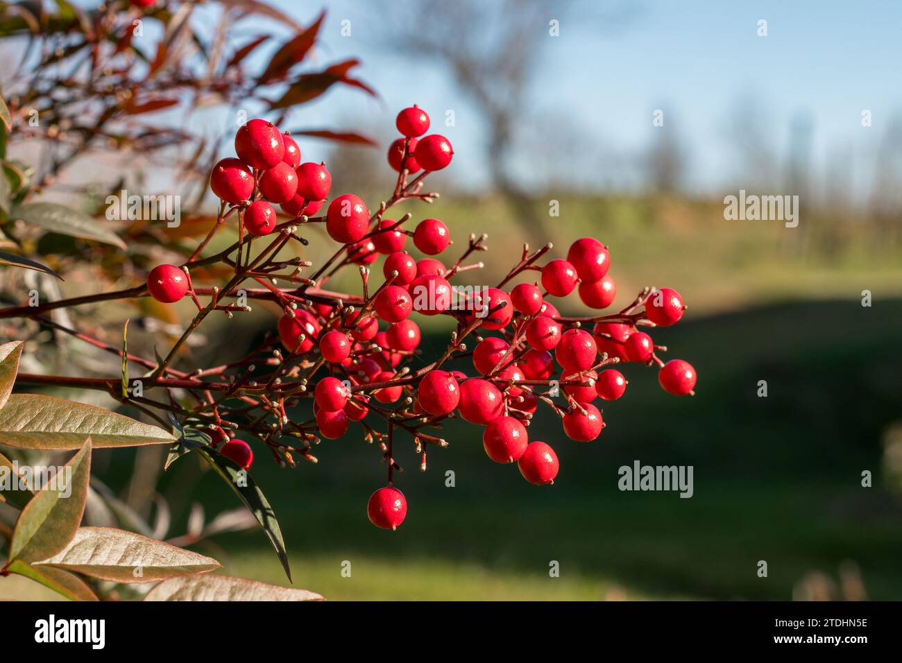 Round red fruits of a berry plant with drops of dew on a background of ...