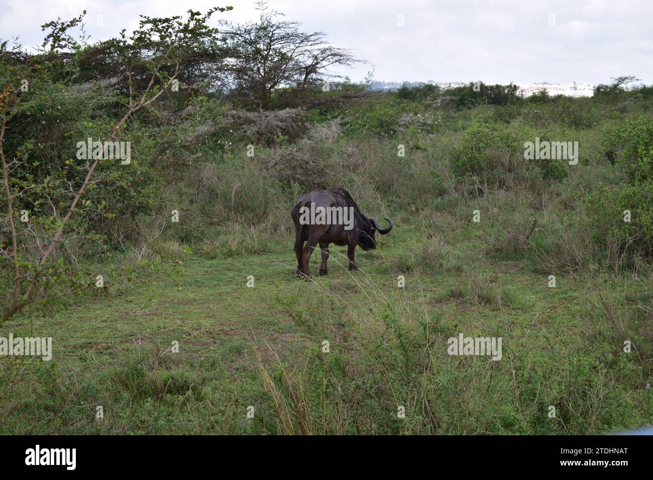 An adult water buffalo walking on the grass savannah in front of some ...
