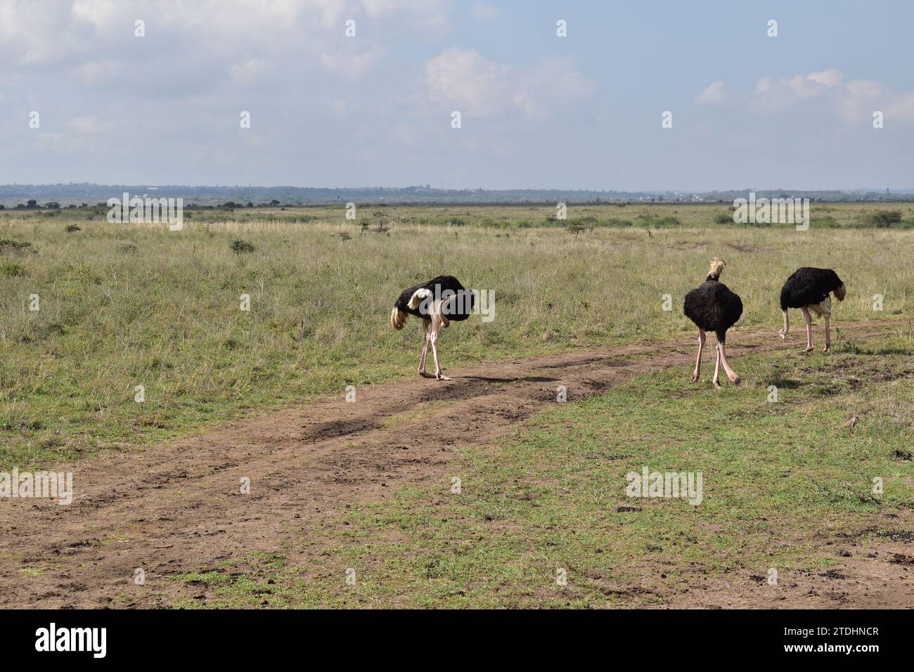 An ostrich scratching itself with its beak on dirt tire tracks in ...