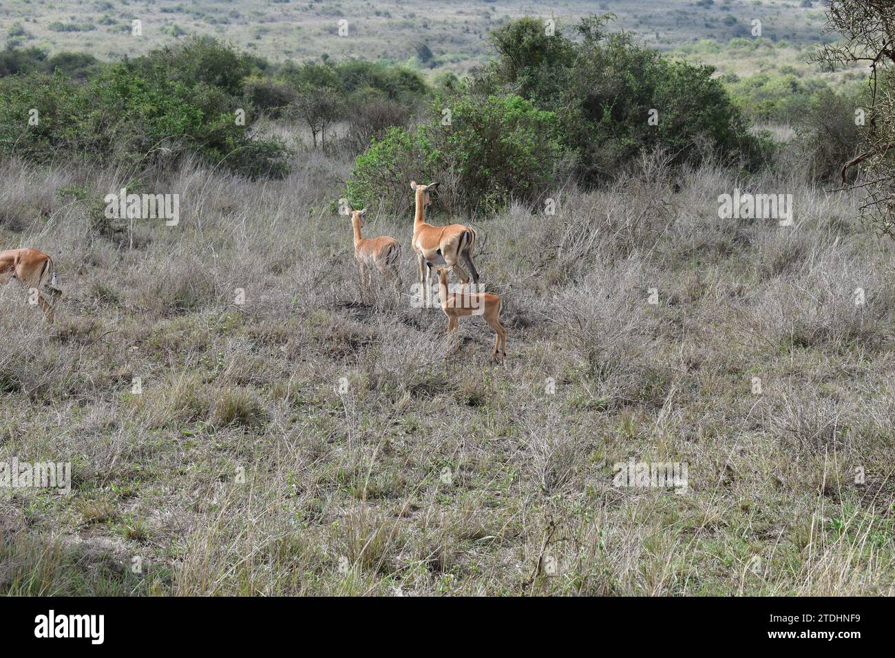 A group of Springbok antelopes sensing danger from a certain direction ...