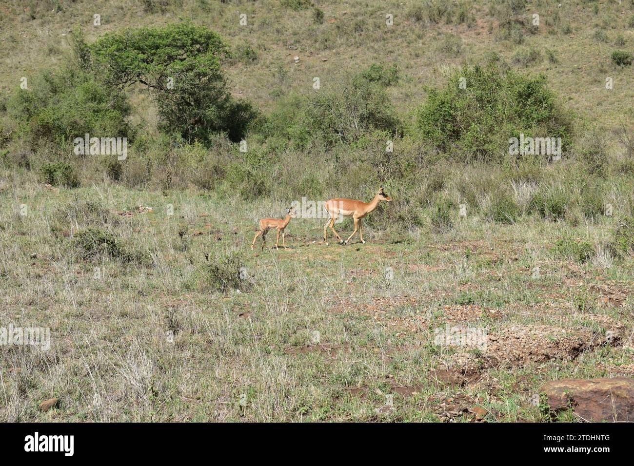 Mother and baby lizard hi-res stock photography and images - Alamy