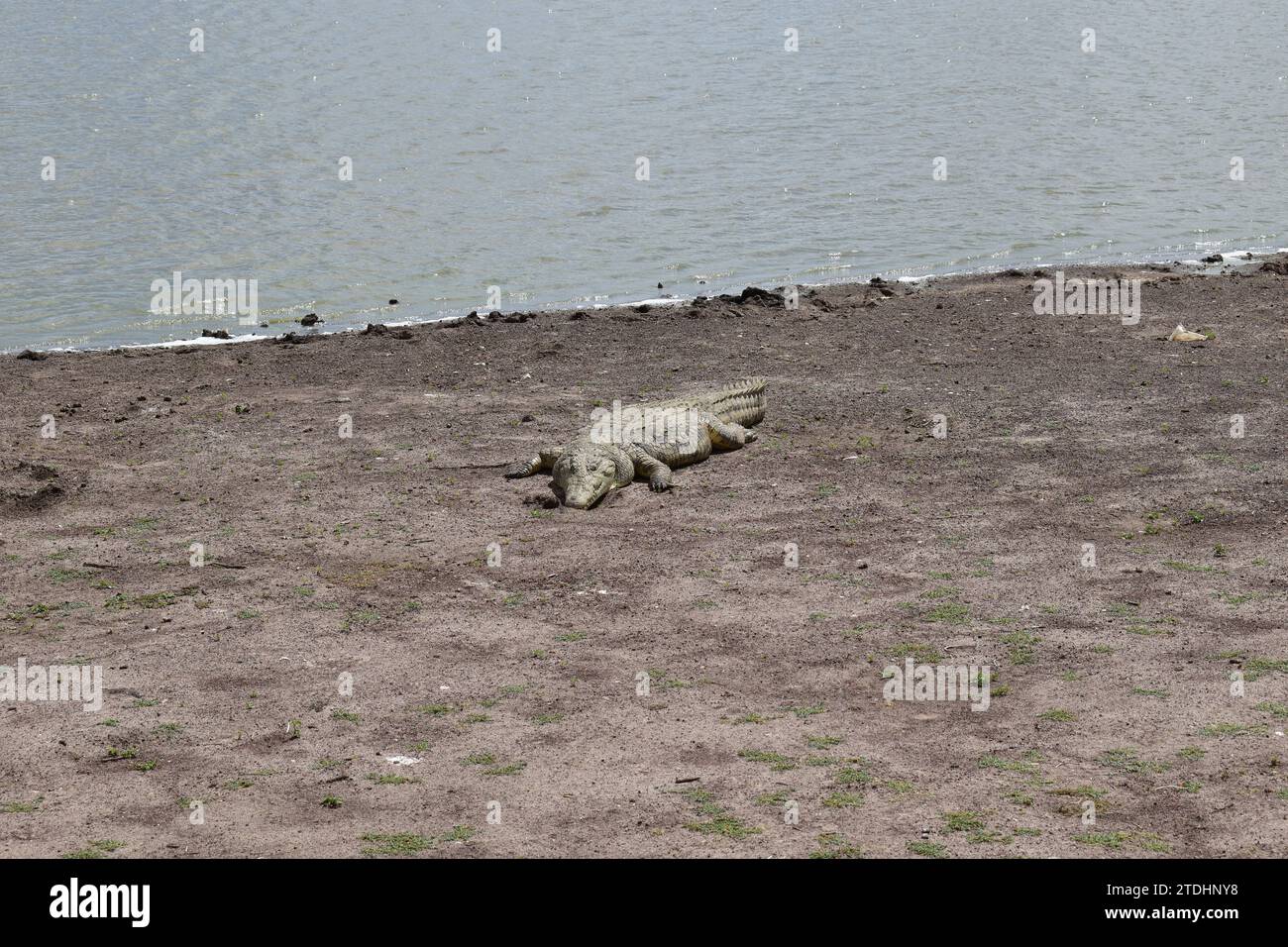 Crocodile laying on the sandy shore of a lake in Nairobi National Park ...