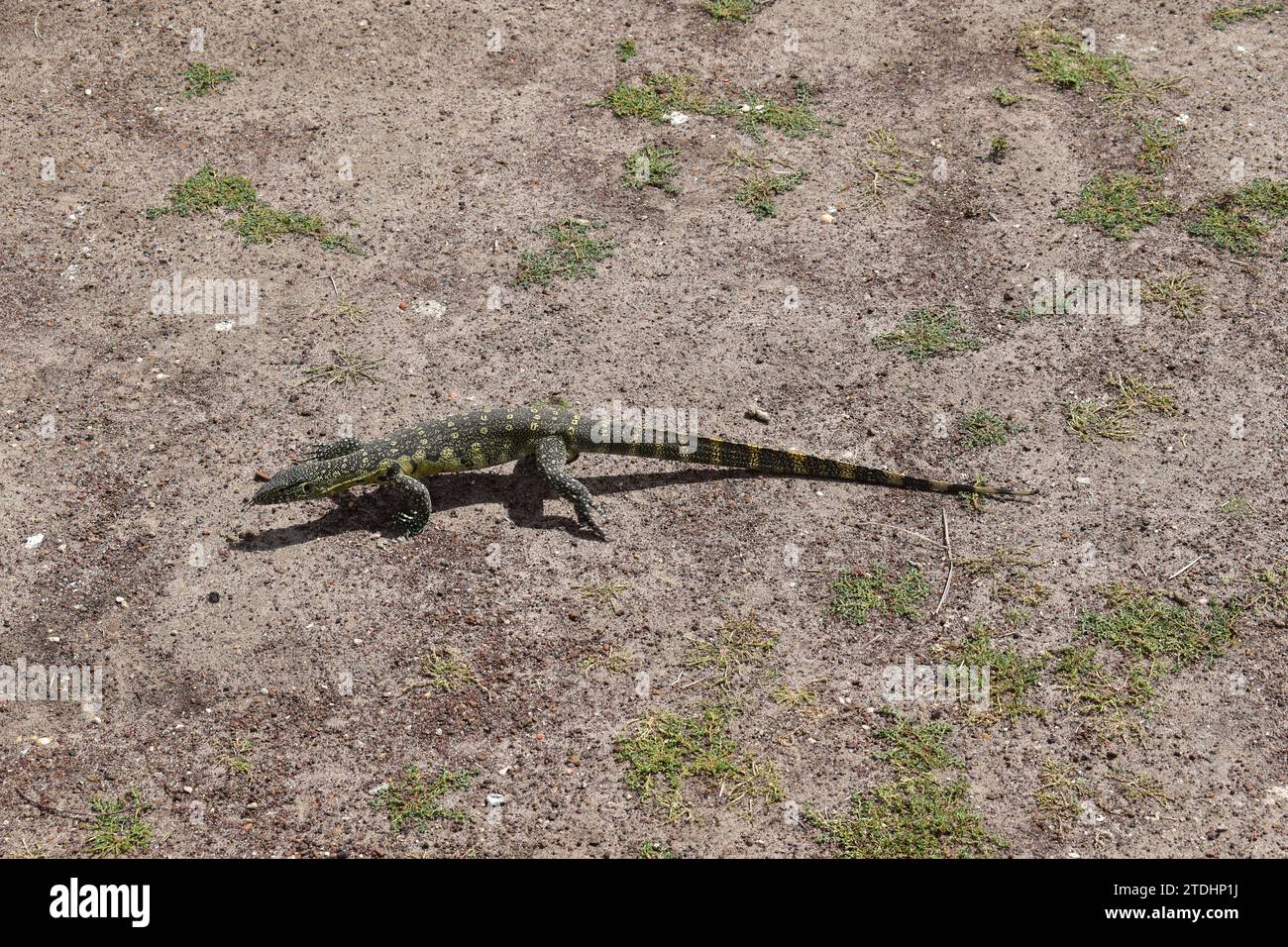 Green spotted lizard walking on dry ground in Nairobi National Park ...