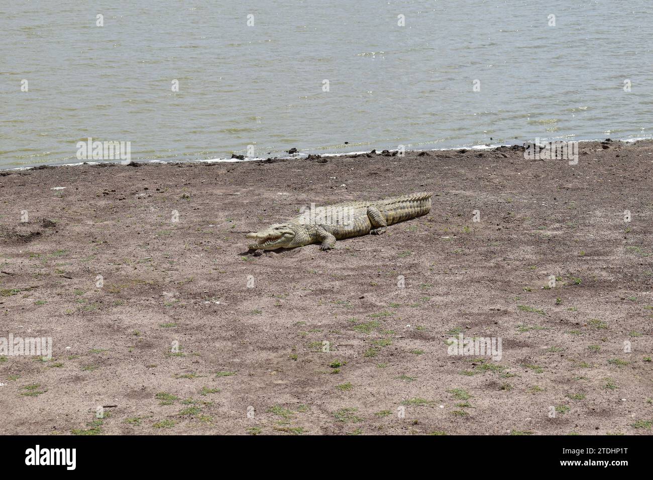 Crocodile laying on the sandy shore of a lake in Nairobi National Park ...