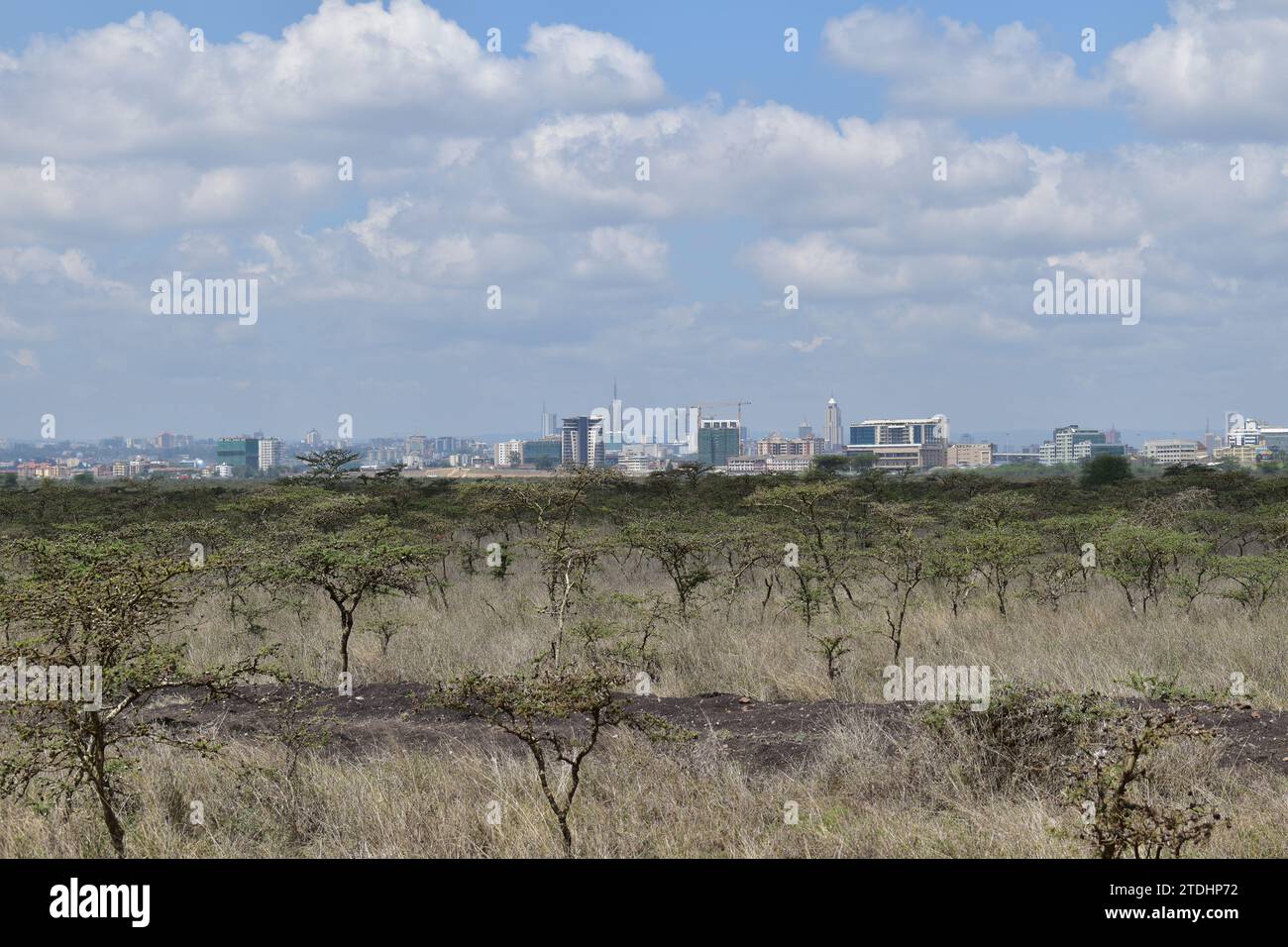 Small trees in the savannah of Nairobi National Park with the Nairoby ...