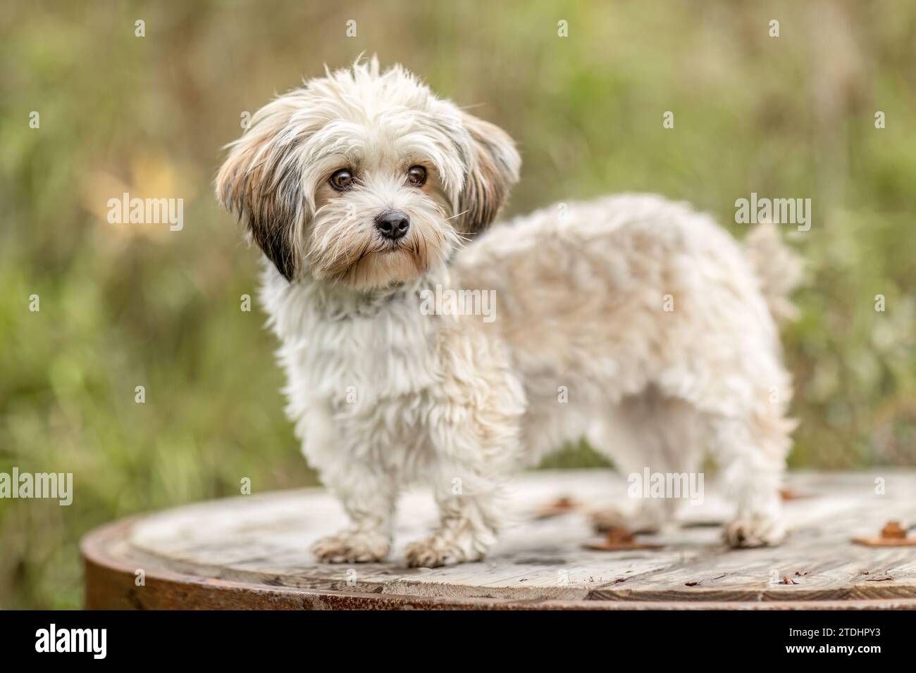 Portrait of a maltese dog hi-res stock photography and images - Alamy