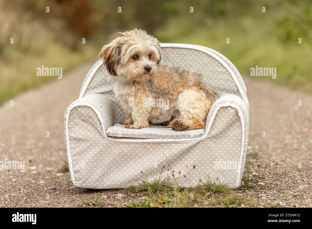 Portrait of a maltese dog hi-res stock photography and images - Alamy