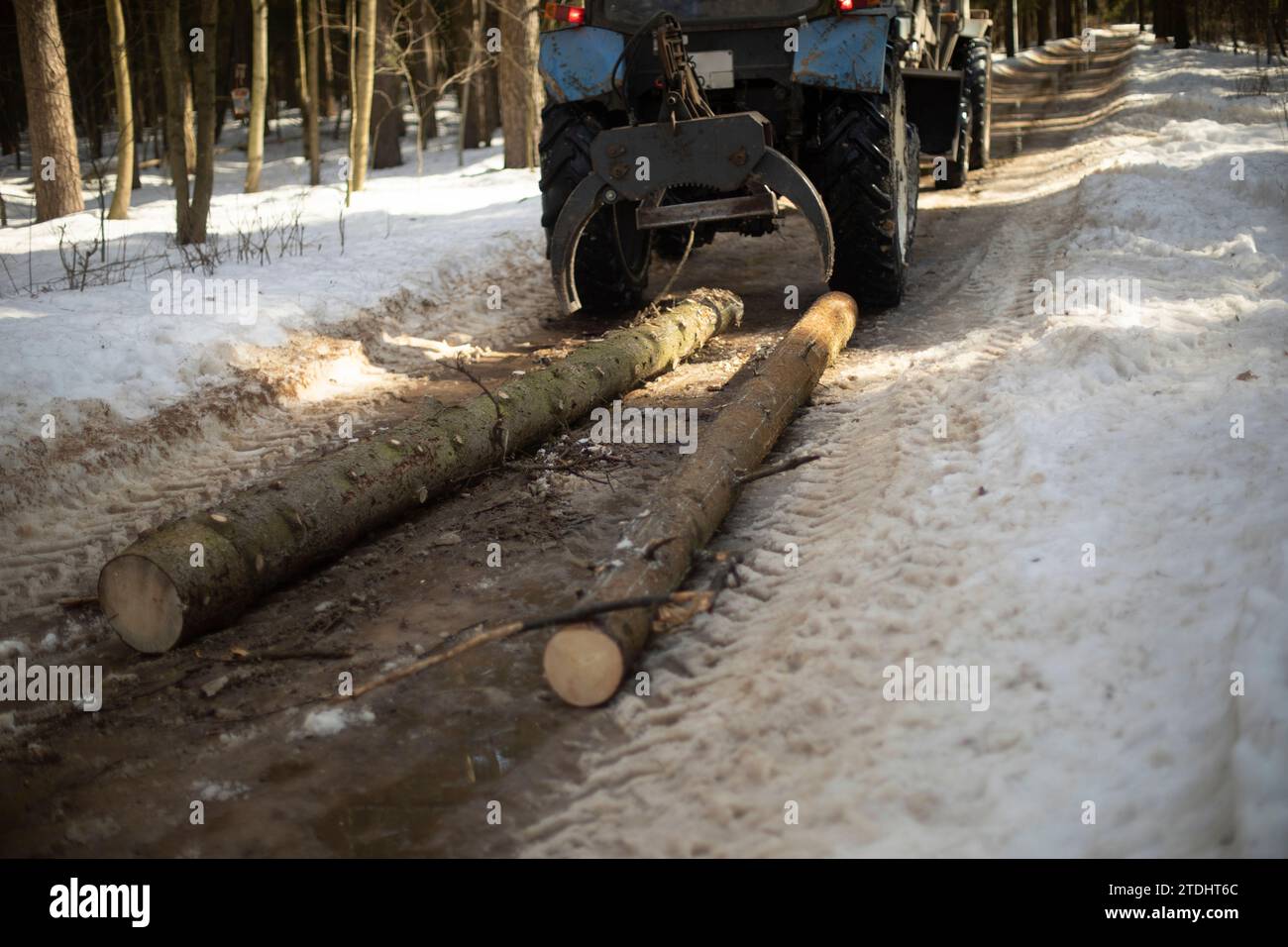 Tractor carrying logs. Forest harvesting. Sawn logs are tied to ...