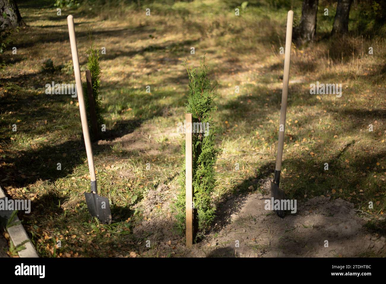 Young tree in the park. Planting. Seedling in the ground. Plant support ...