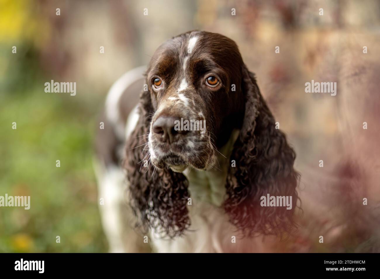 Portrait of a beautiful adult purebred english springer cocker dog in ...