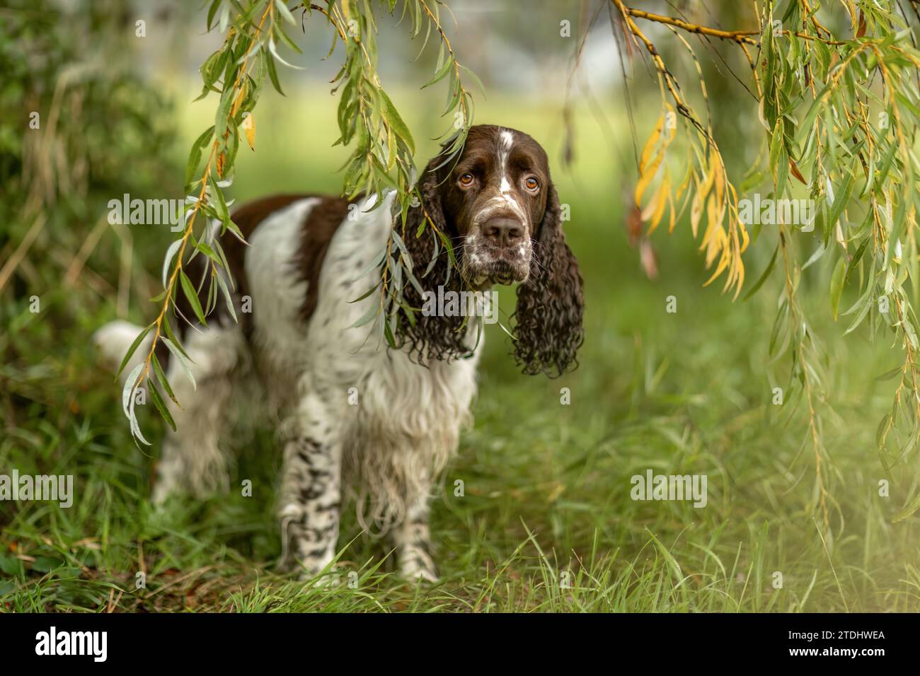 Portrait of a beautiful adult purebred english springer cocker dog in ...