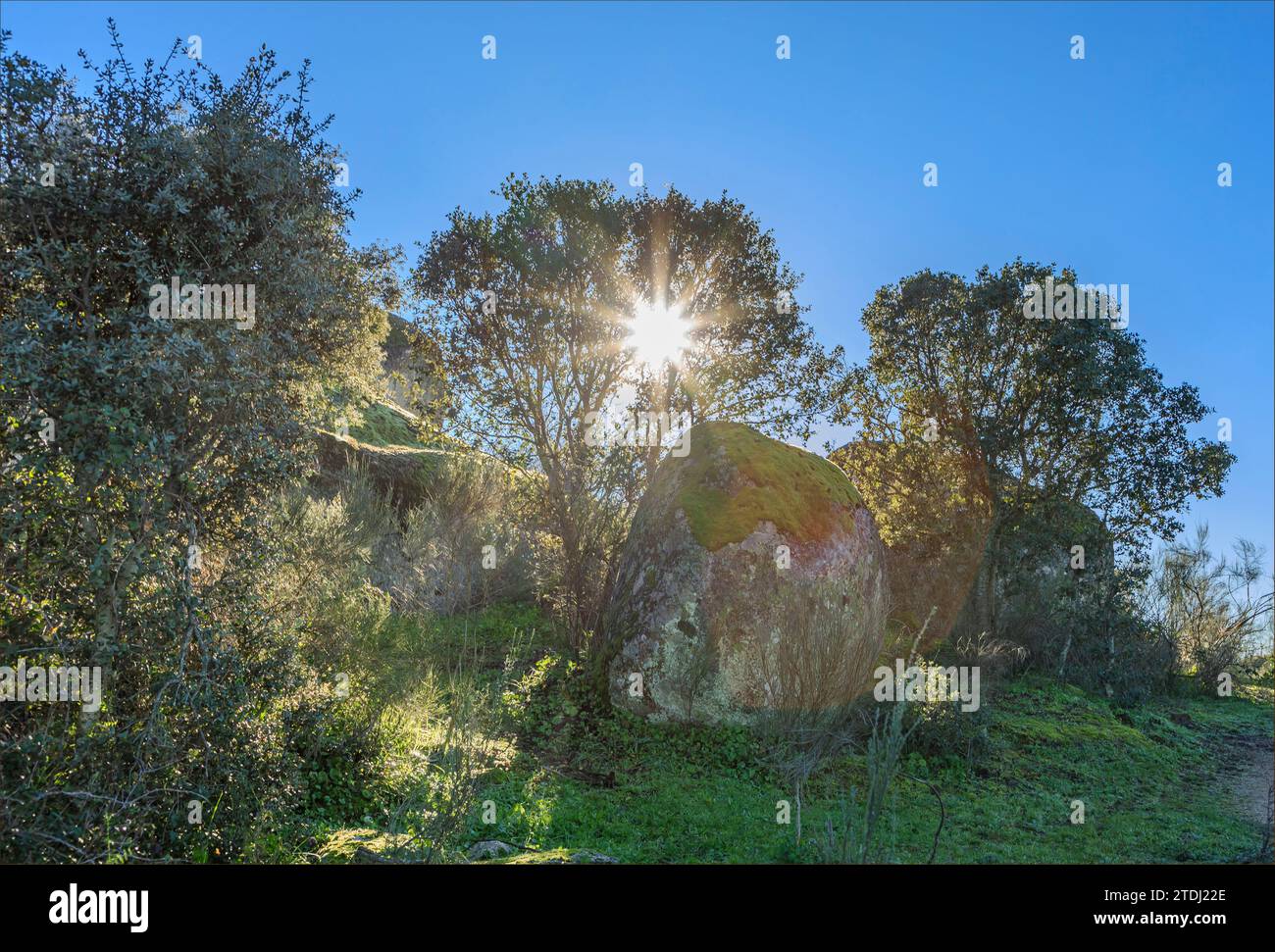Sunshine coming through the branches of a tree lighting up rocks and ...