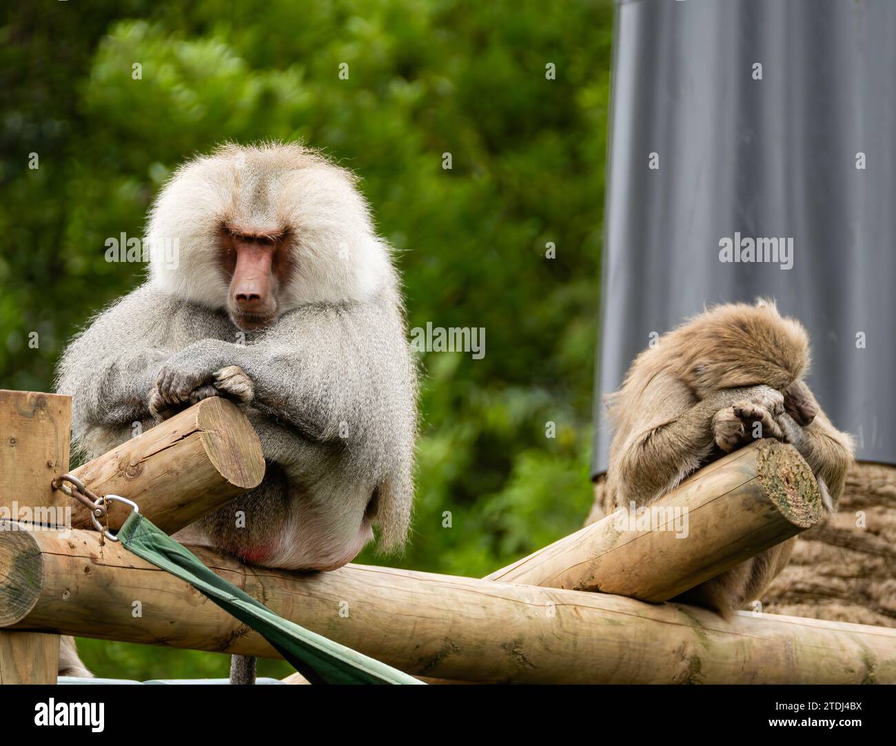 Hamadryas Baboons Photo Taken At The Zoo Stock Photo - Alamy