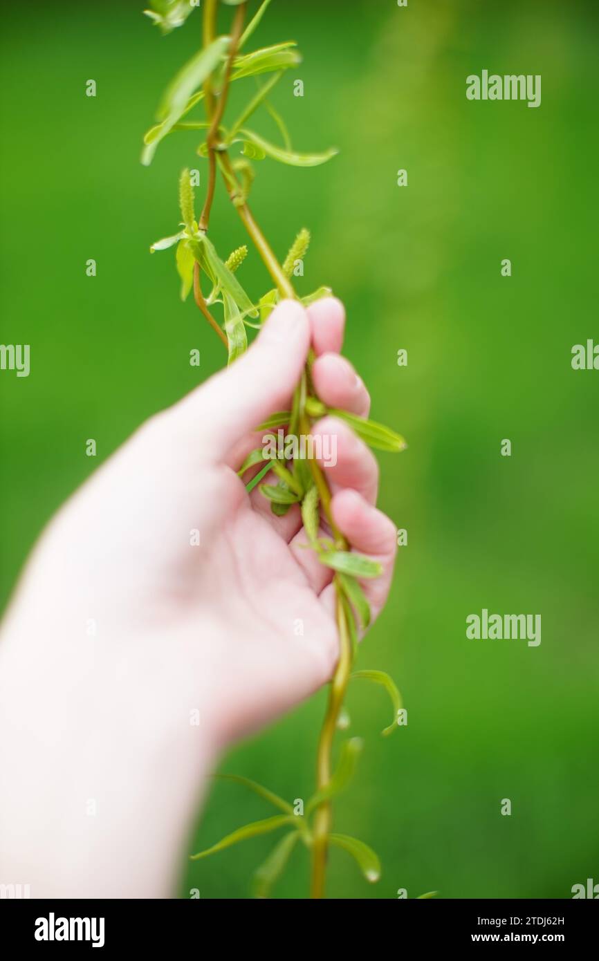 Female hand touch weeping willow tree branch with young leaves in ...
