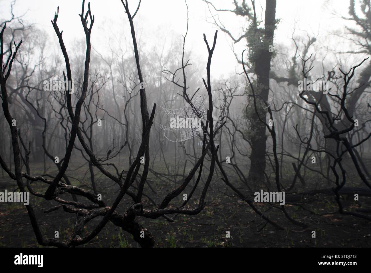 Spiderweb between the blackened branches in a burnt foggy landscape ...