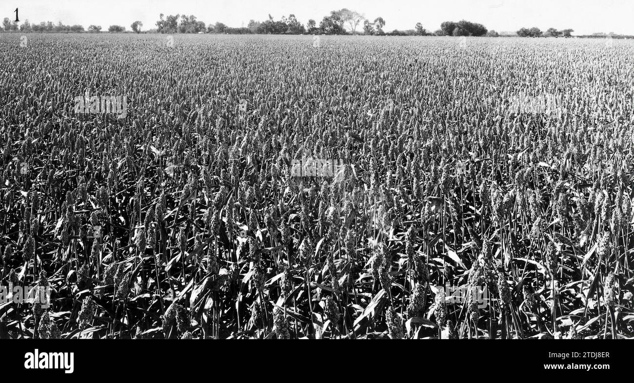 08/31/1926. Agriculture in California: corn field in "imperial valley ...