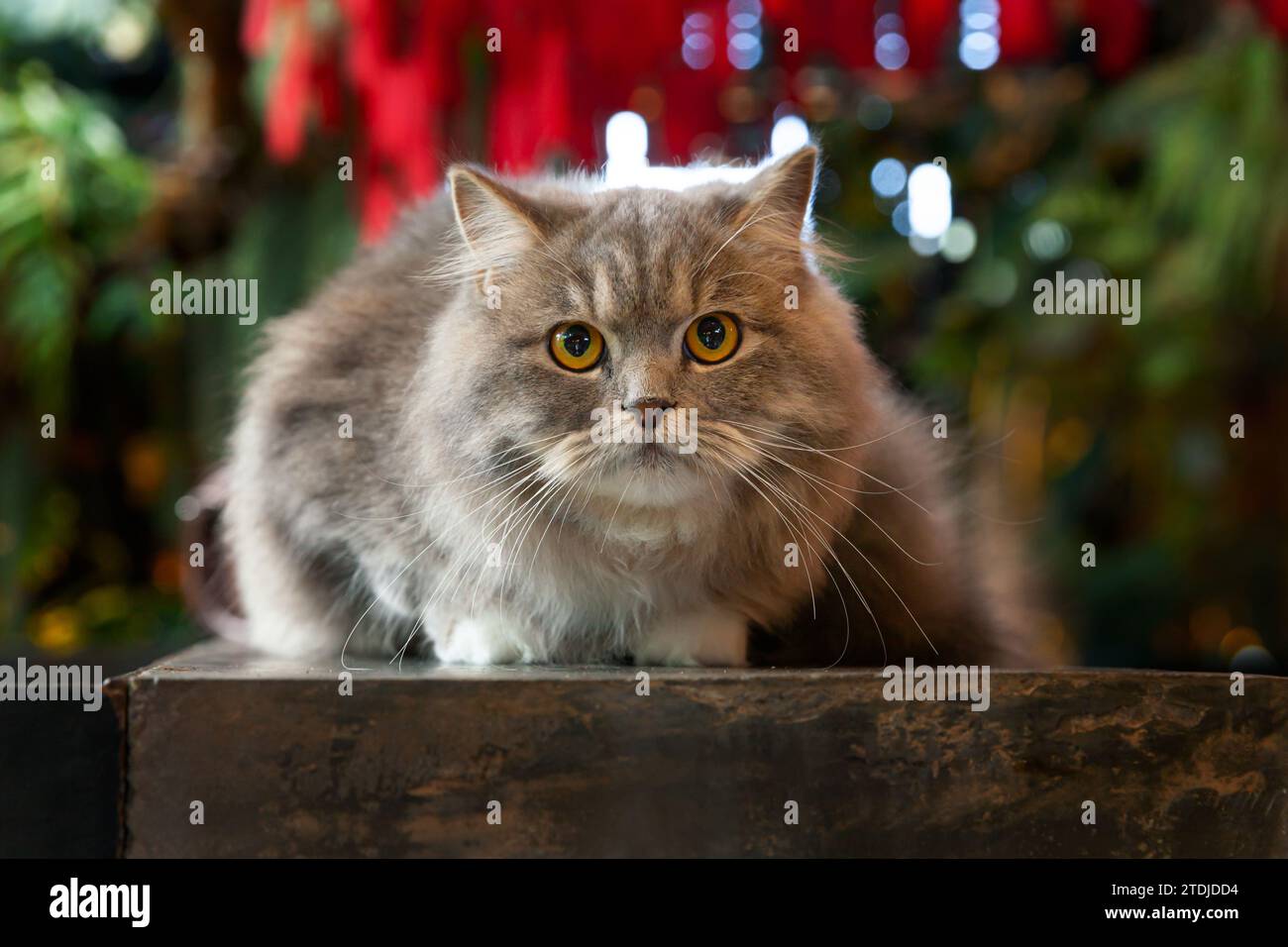 gray silver tabby british longhair cat sitting on black wooden table in fern garden in afternoon ...