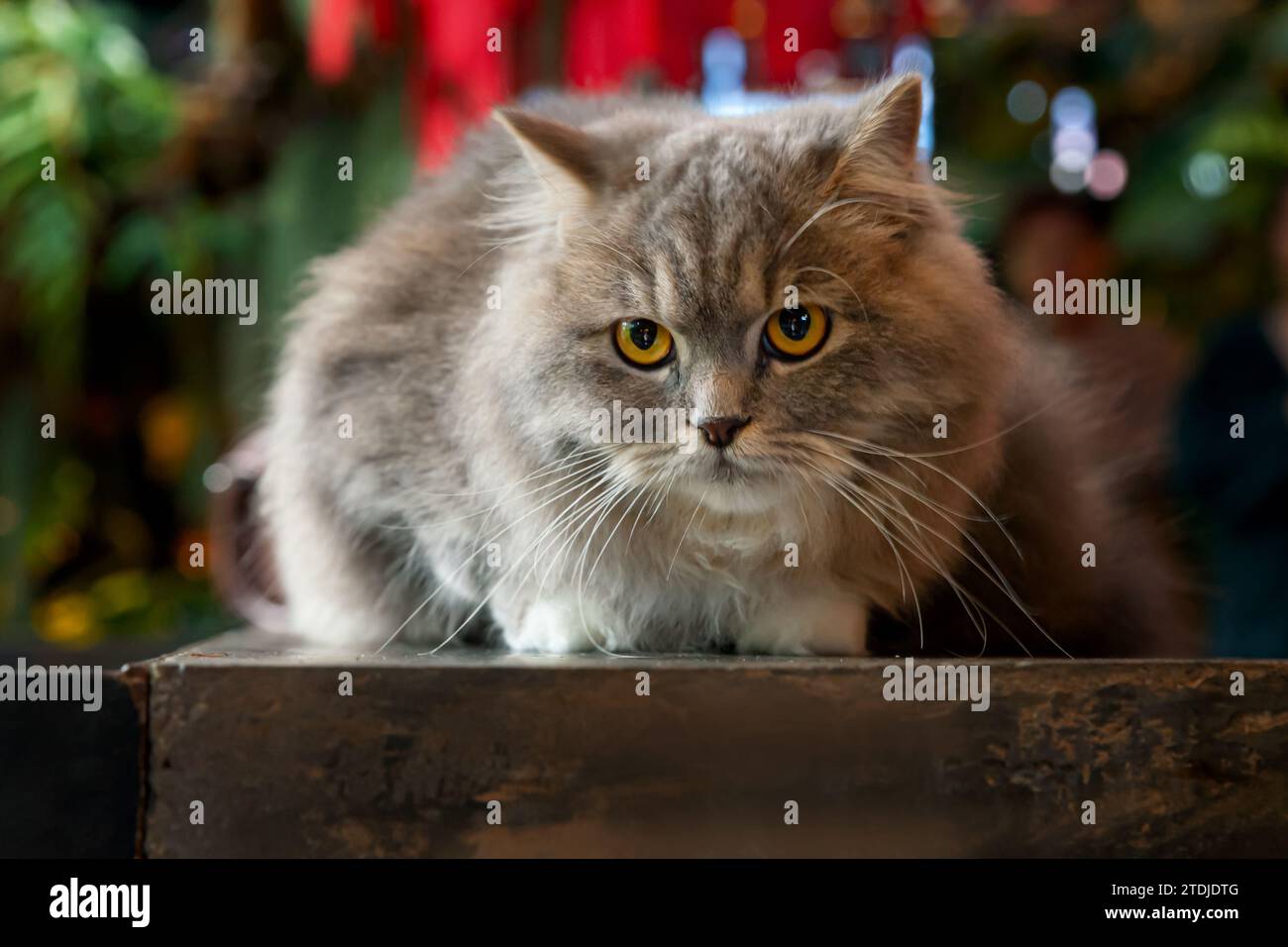 gray silver tabby british longhair cat sitting on black wooden table in fern garden in afternoon ...