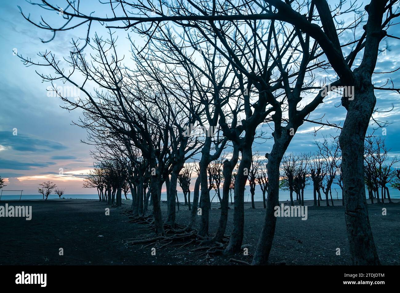 The sunrise on the Gili Islands looks like trees with fallen branches ...