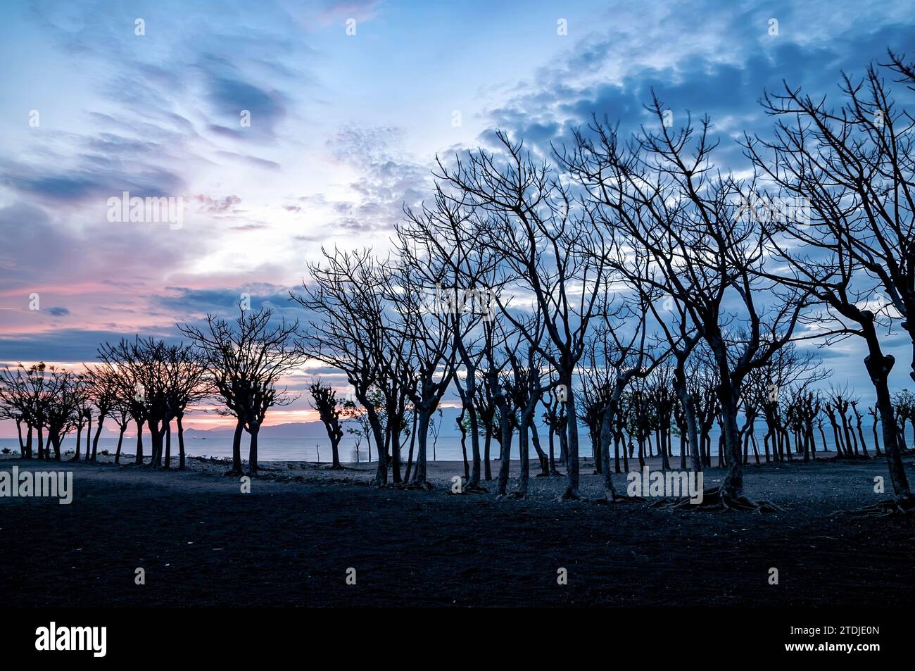 The sunrise on the Gili Islands looks like trees with fallen branches ...