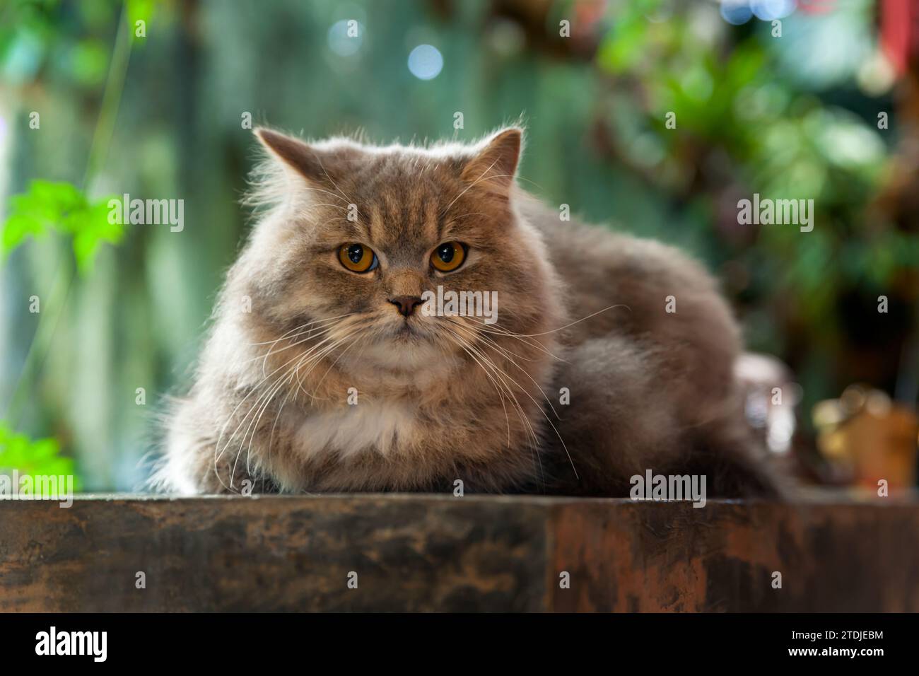 gray silver tabby british longhair cat sitting on black wooden table in fern garden in afternoon ...