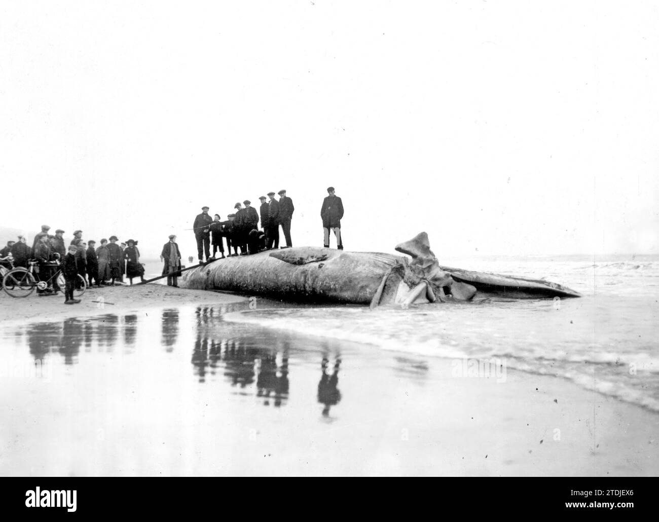 02/28/1915. On the Dutch Beaches. Huge cetacean killed by a mine and ...