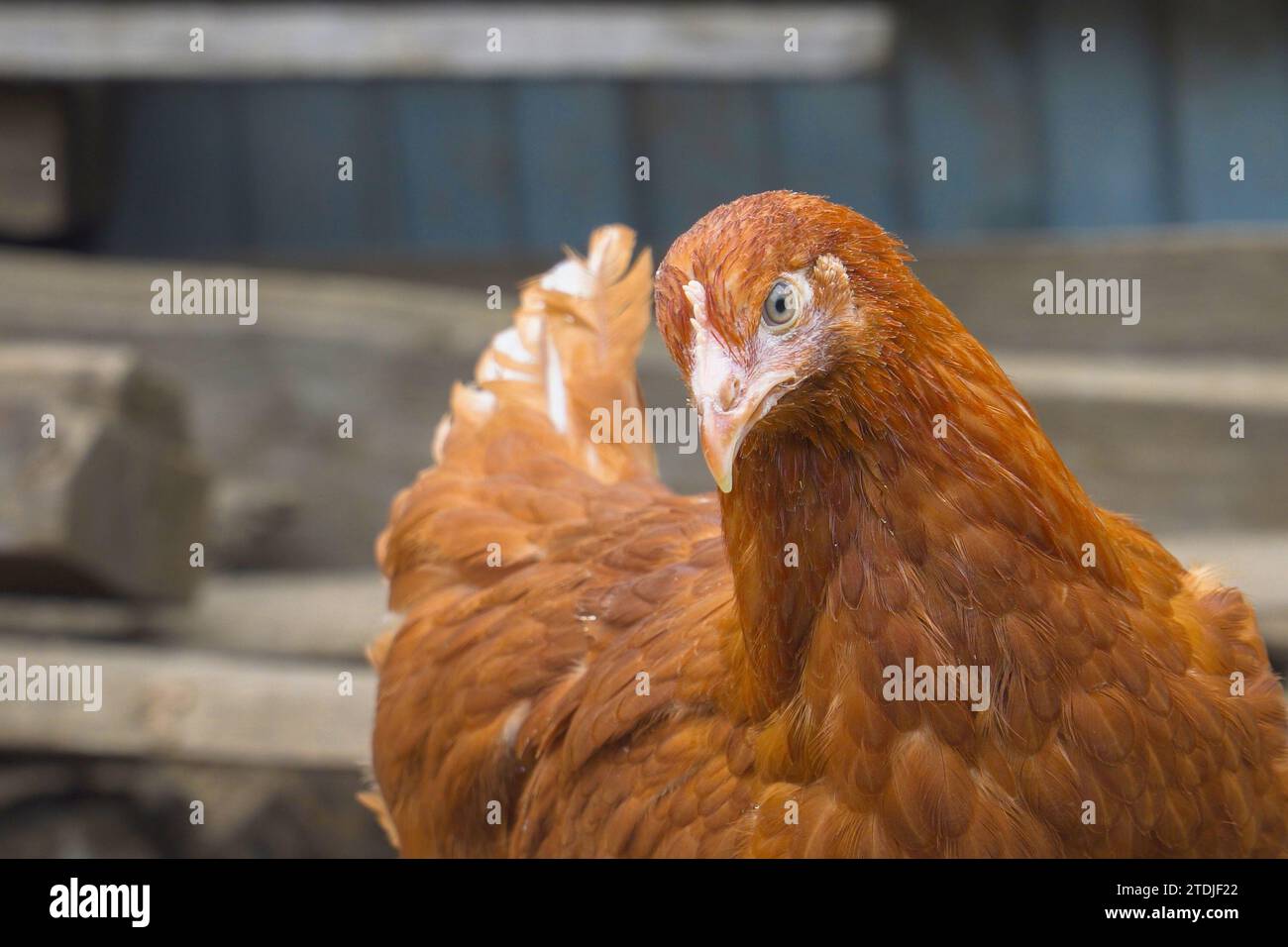 Colorful egg laying chickens hi-res stock photography and images - Alamy