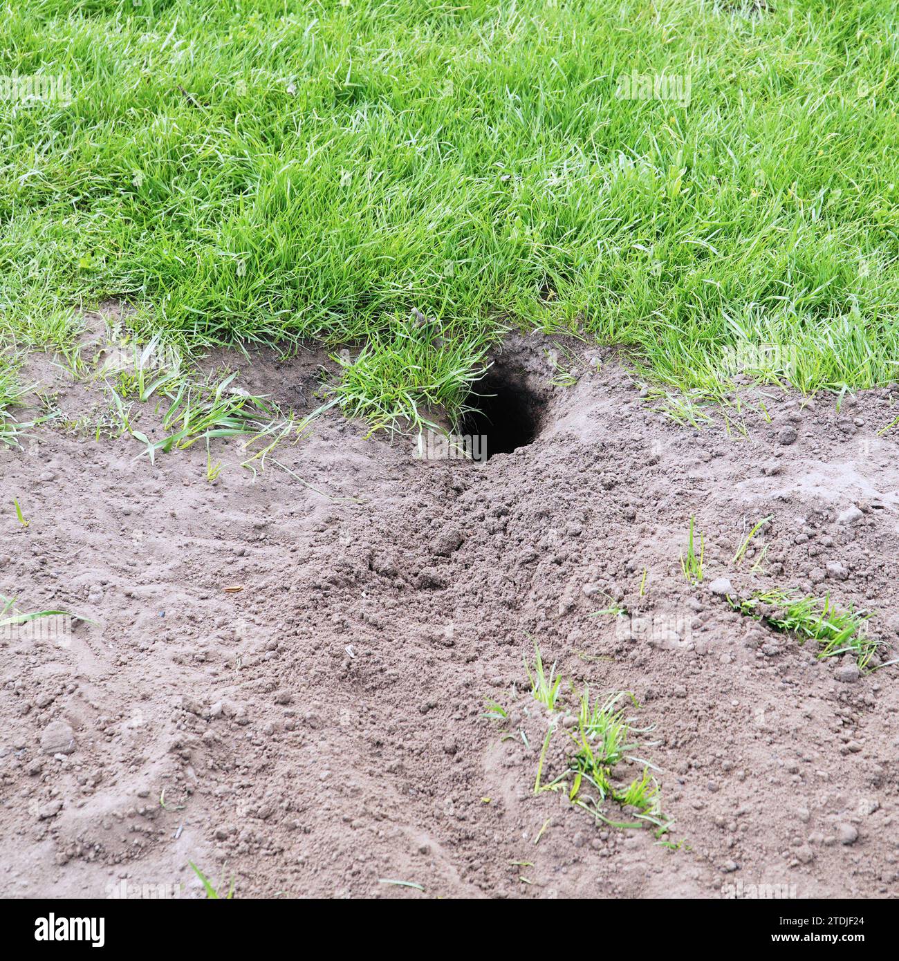 Gopher digging hi-res stock photography and images - Alamy